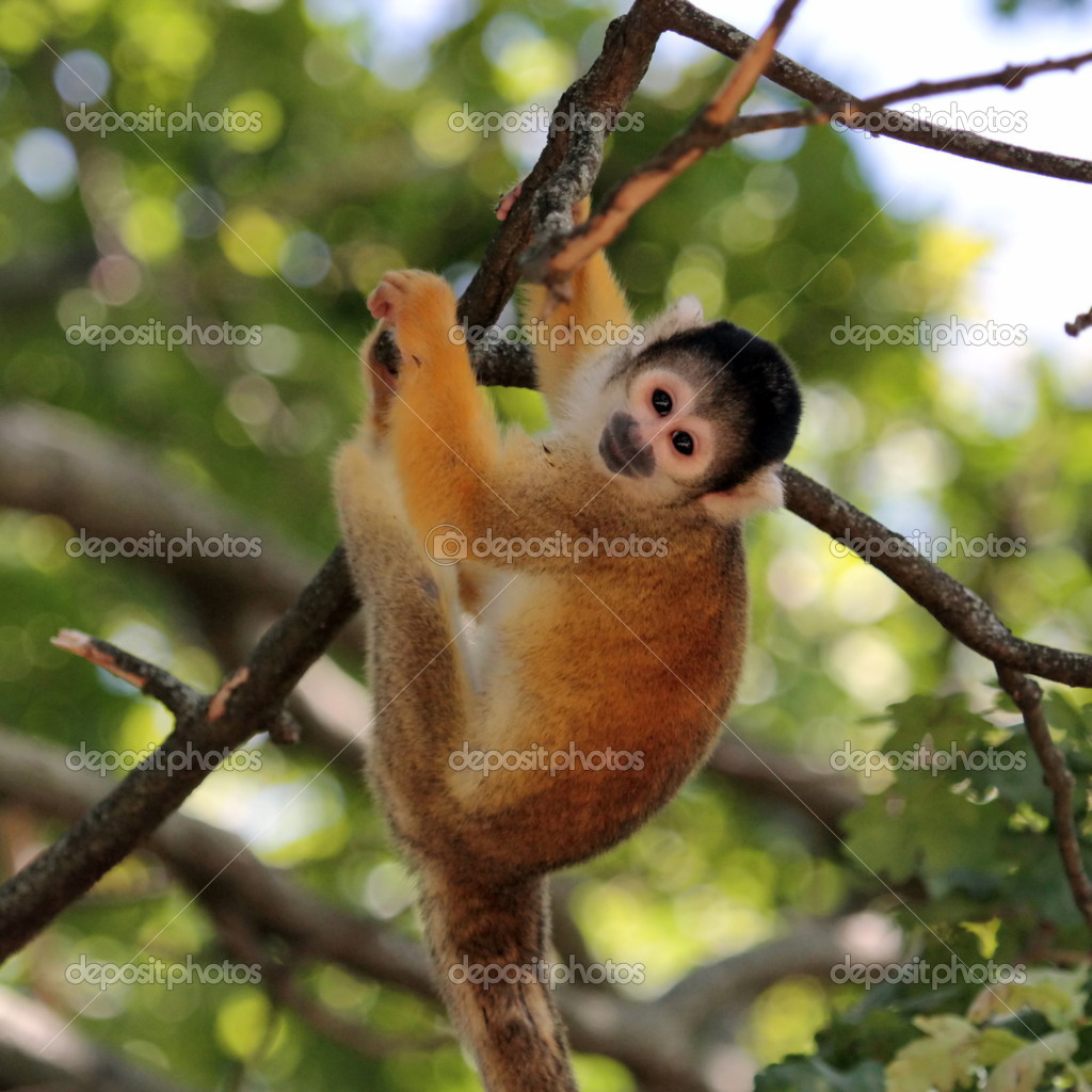 Squirrel monkey in a tree Stock Photo by ©Elenarts 29212585