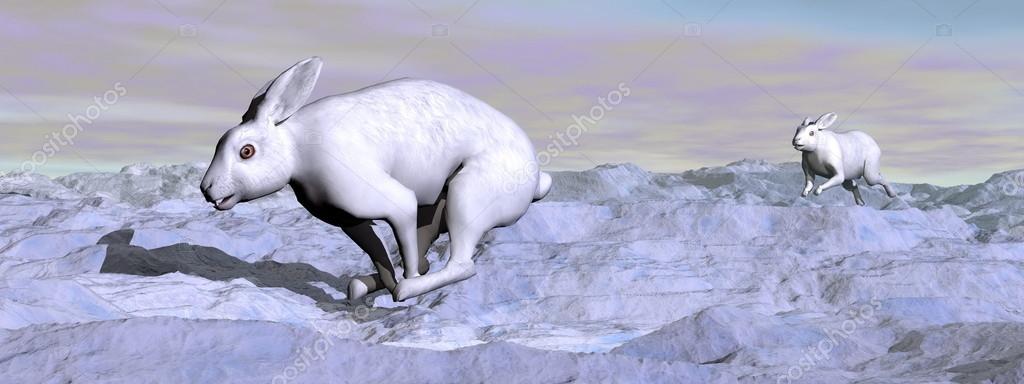 Mountain hare Stock Photos, Royalty Free Mountain hare Images ...