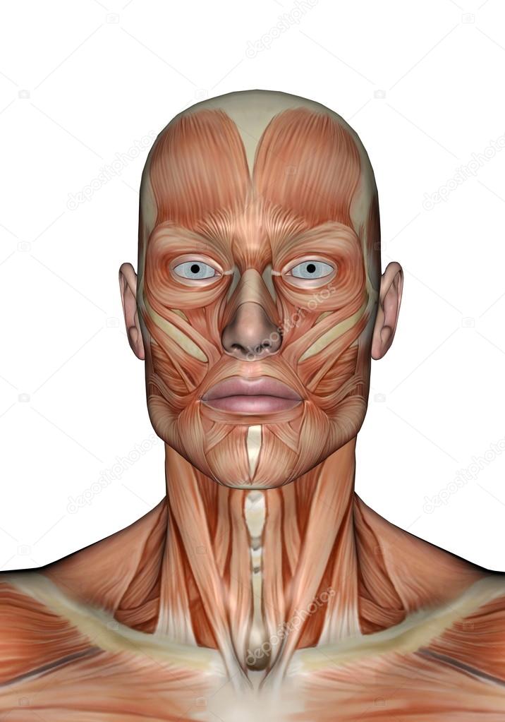 Head muscles of man - 3D render Stock Photo by ©Elenarts 37195071