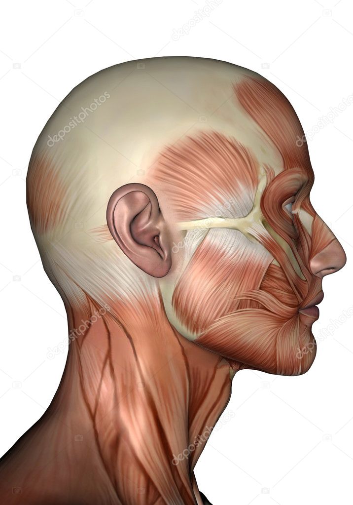 Profile head muscles of man - 3D render Stock Photo by ©Elenarts 37275221