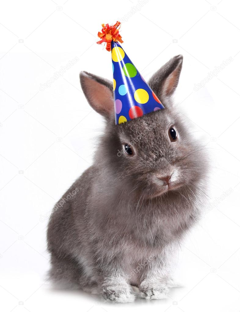 Happy Birthday Bunny Images