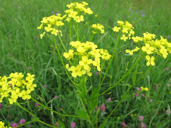 Turkish rocket Stock Photos, Royalty Free Turkish rocket Images ...