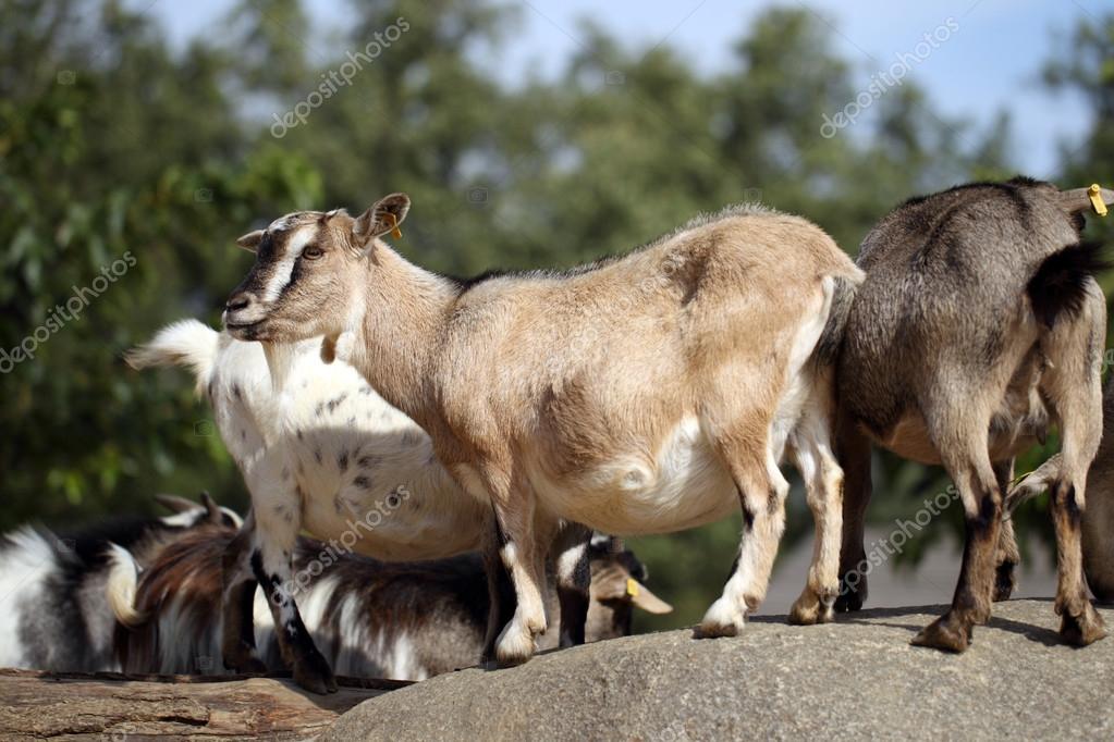 Pygmy goat Stock Photo by ©loflo69 13285431