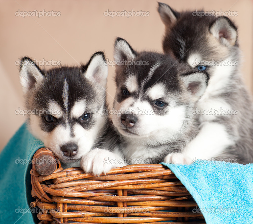 Three puppies Husky Stock Photo by ©melektaus 23368580