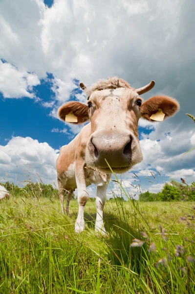 Happy cows Stock Photos, Royalty Free Happy cows Images | Depositphotos