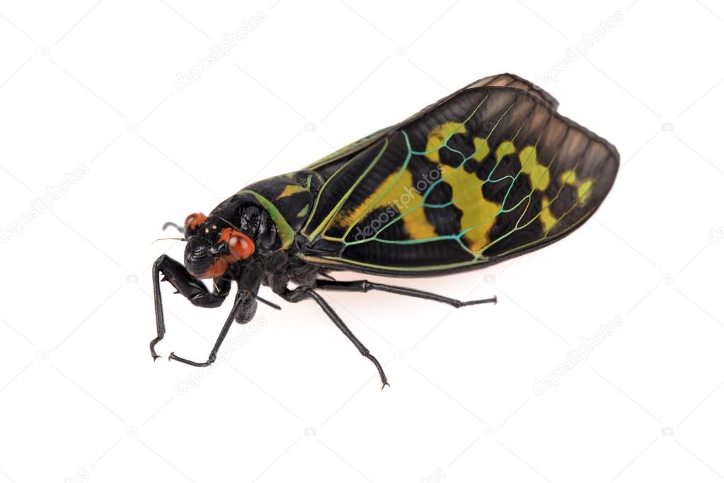 Color cicada Stock Photo by ©chungking 12771087