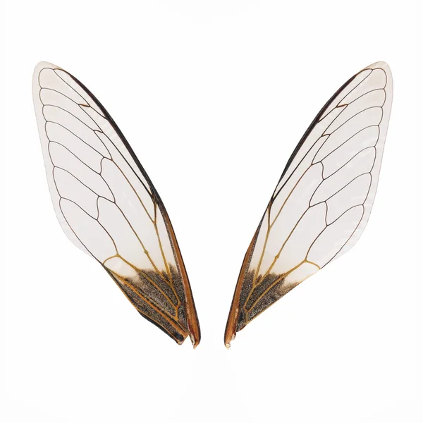 Cicada wings isolated — Stock Photo © chungking #16164539