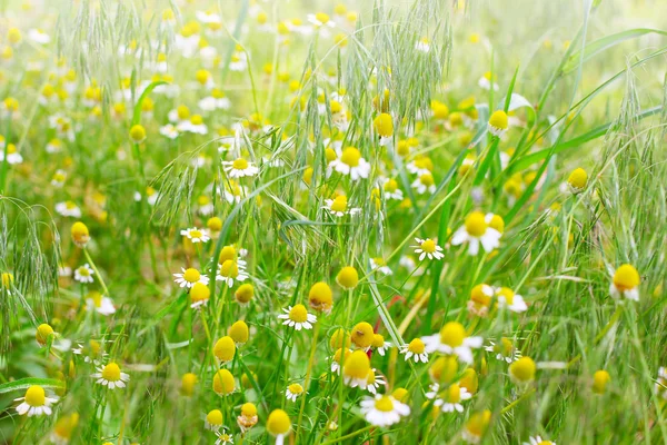 Daisywheel Stock Photo by ©BurAndrew 32727039