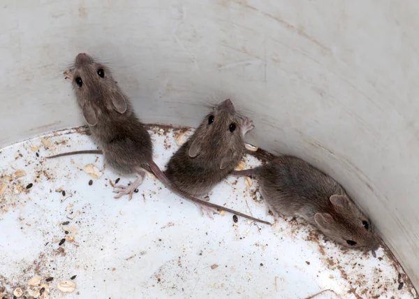 Mice by bins Stock Photos, Royalty Free Mice by bins Images | Depositphotos