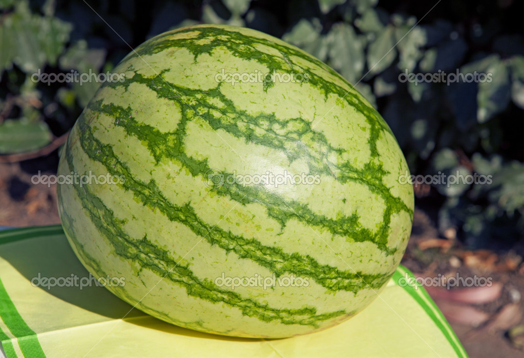 Fresh water melon outside in — Stock Photo © sannie32 #34373575
