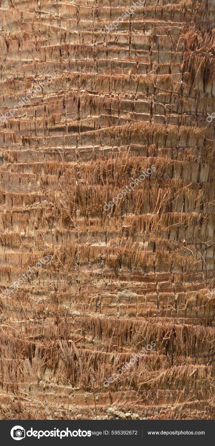 Wooden Palm Tree Bark Texture Background Vertical Marks Close Stock ...