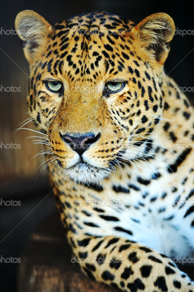 Leopard Stock Photo by ©kyslynskyy 13418665