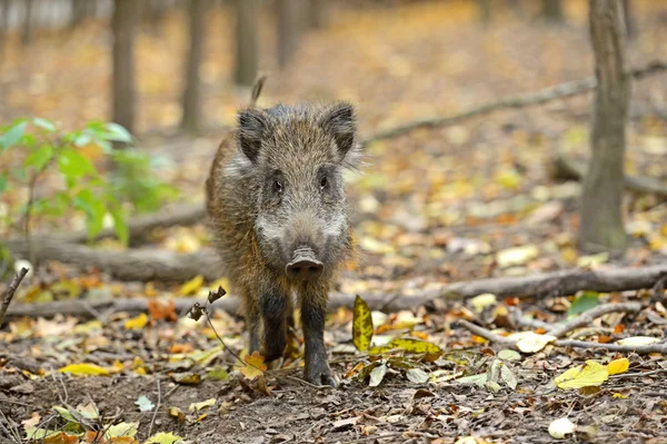 Wild boar — Stock Photo © VolodymyrBur #35985627