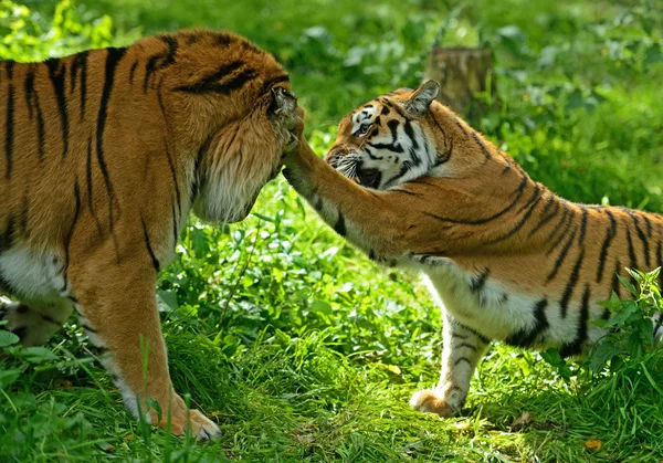 Mating tigers Stock Photos, Royalty Free Mating tigers Images ...