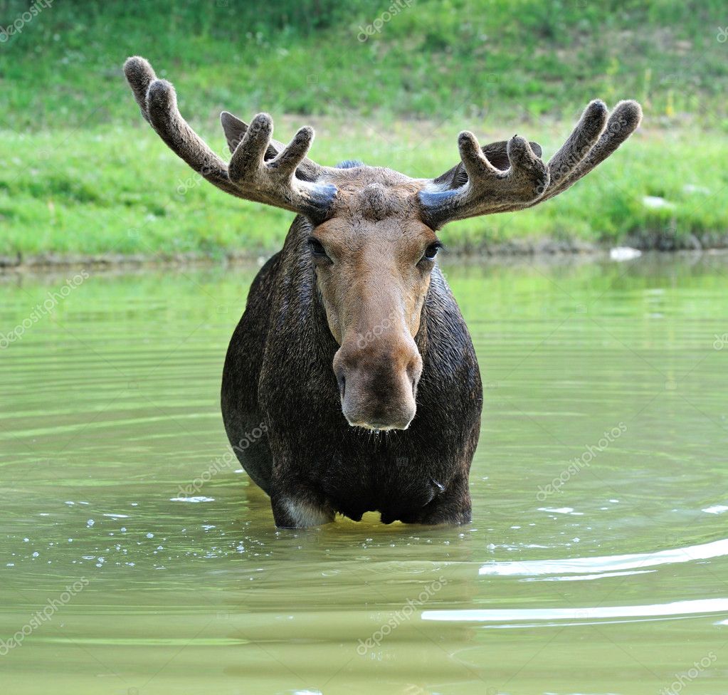 Images: moose in water | Moose in water — Stock Photo © kyslynskyy ...