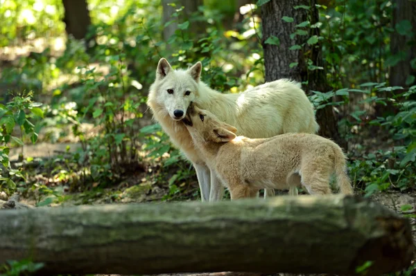 Famílias lobo Stock Photos, Royalty Free Famílias lobo Images ...