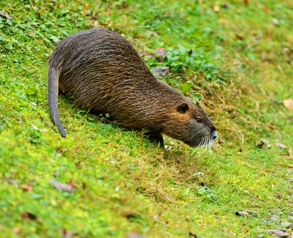 Muskrat Stock Photos, Royalty Free Muskrat Images | Depositphotos