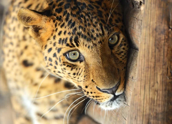 Leopard up close Stock Photos, Royalty Free Leopard up close Images ...
