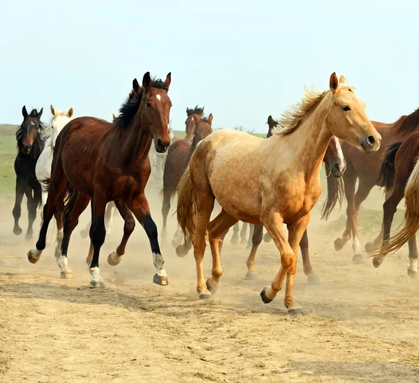 Ranches Stock Photos, Royalty Free Ranches Images | Depositphotos