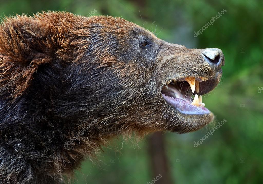 Black Bear Growl