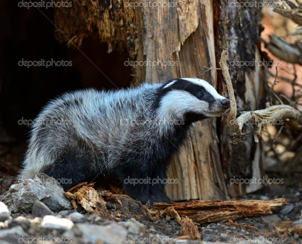 Badger — Stock Photo © kyslynskyy #27167713
