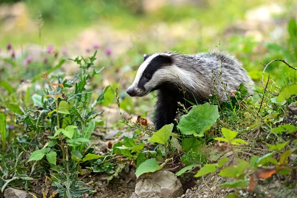 Badger Stock Photo by ©kyslynskyy 29460179