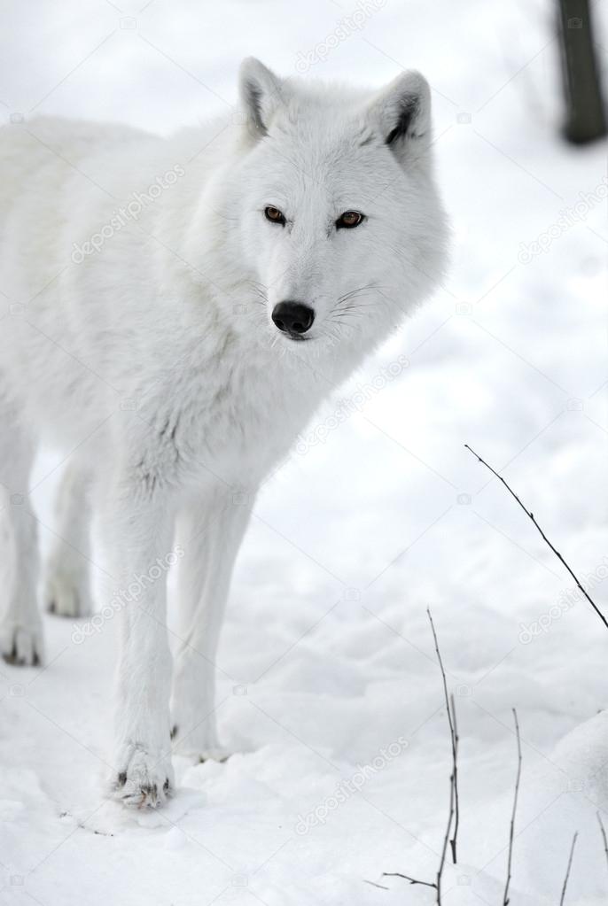 Polar wolf — Stock Photo © kyslynskyy #29937635