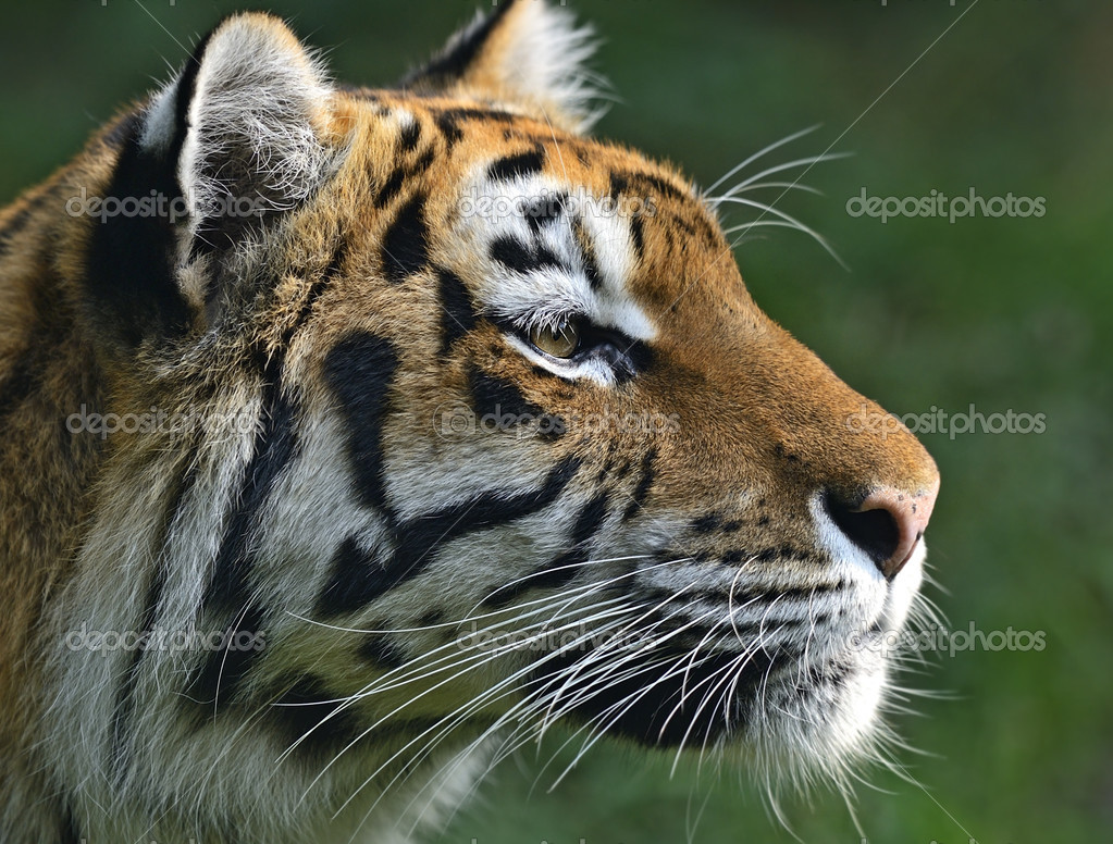 Portrait of a tiger Stock Photo by ©kyslynskyy 31681663