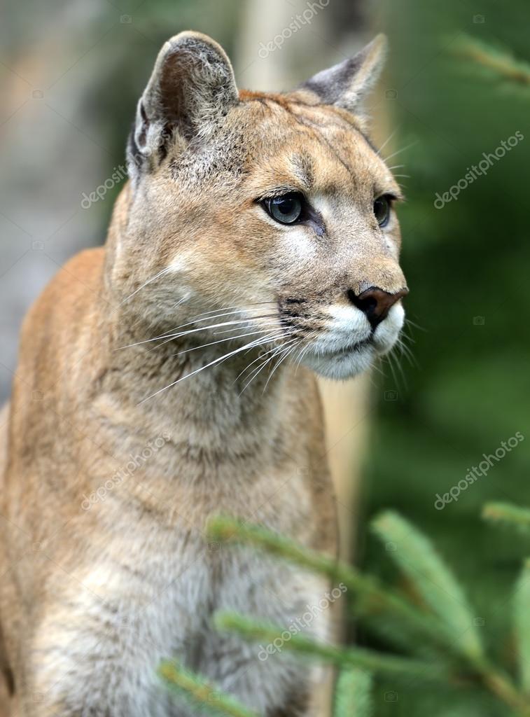 Puma Stock Photo by ©kyslynskyy 32608349