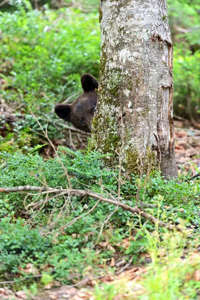 Bear poop Stock Photos, Royalty Free Bear poop Images | Depositphotos