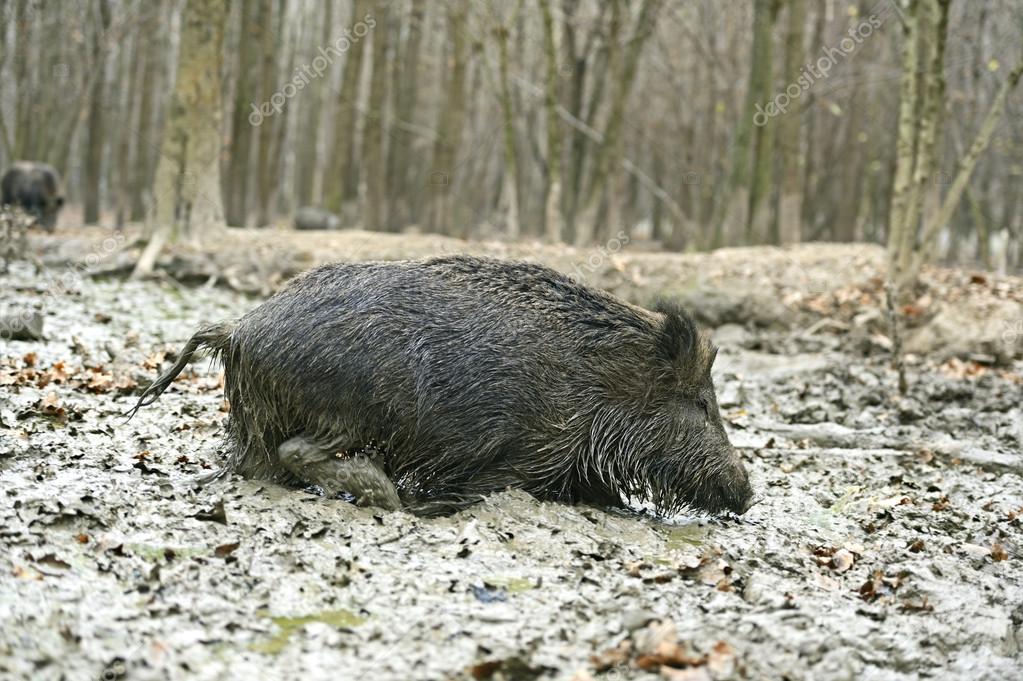 Wild boar in the forest — Stock Photo © kyslynskyy #35505723
