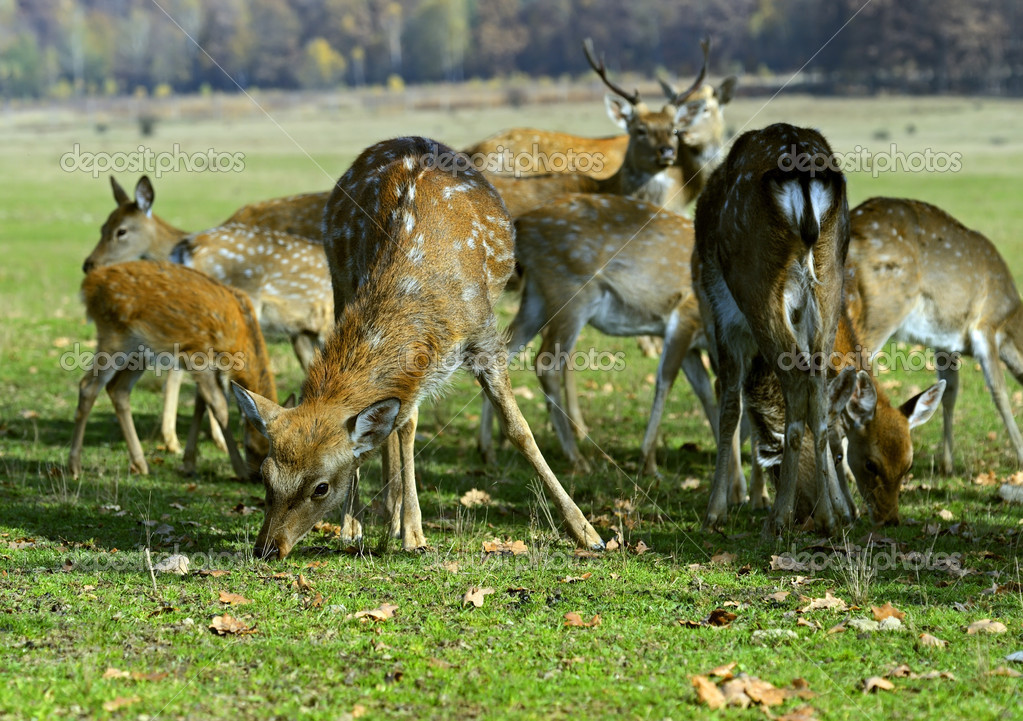 Spotted deer Stock Photo by ©kyslynskyy 36457171