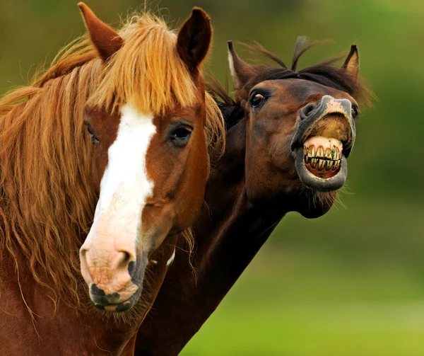 Riendo caballo Stock Photos, Royalty Free Riendo caballo Images ...