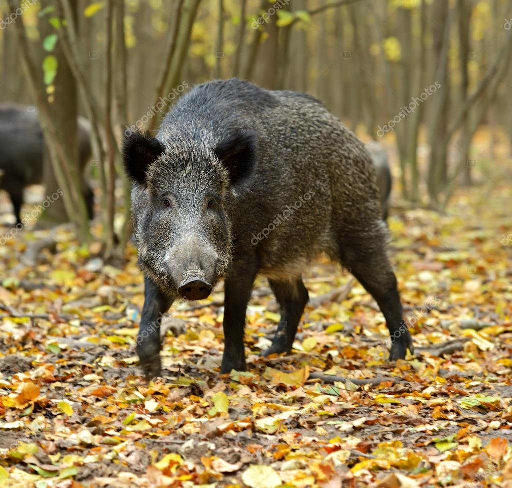 Wild boar — Stock Photo © kyslynskyy #45161833