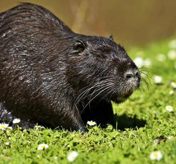 Portrait of a nutria Stock Photo by ©kyslynskyy 11421196
