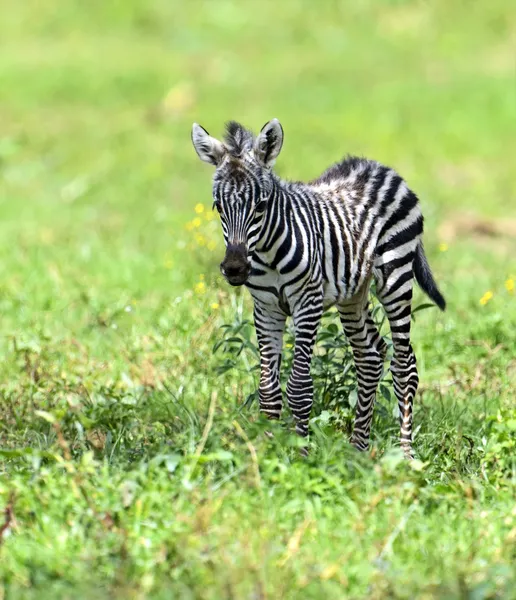 Fotos de Zebra de bebê fofo, Imagens de Zebra de bebê fofo sem ...