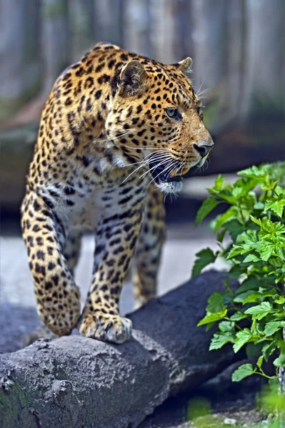Angry leopard Stock Photos, Royalty Free Angry leopard Images ...