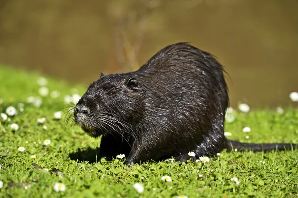 Portrait of a nutria Stock Photo by ©kyslynskyy 11421196