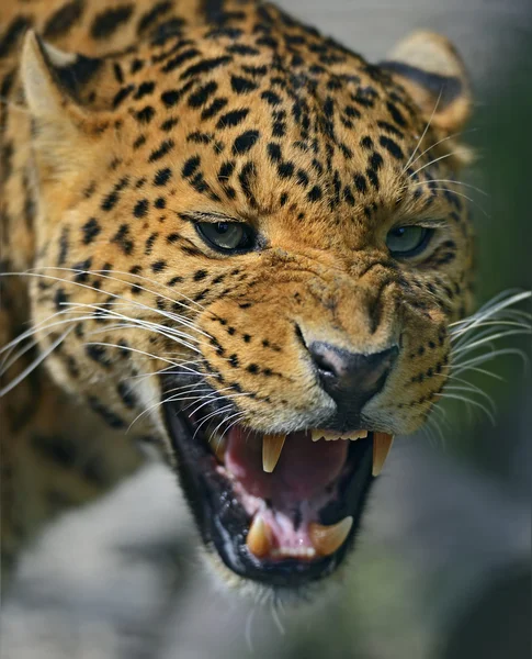 Red leopard Stock Photos, Royalty Free Red leopard Images | Depositphotos