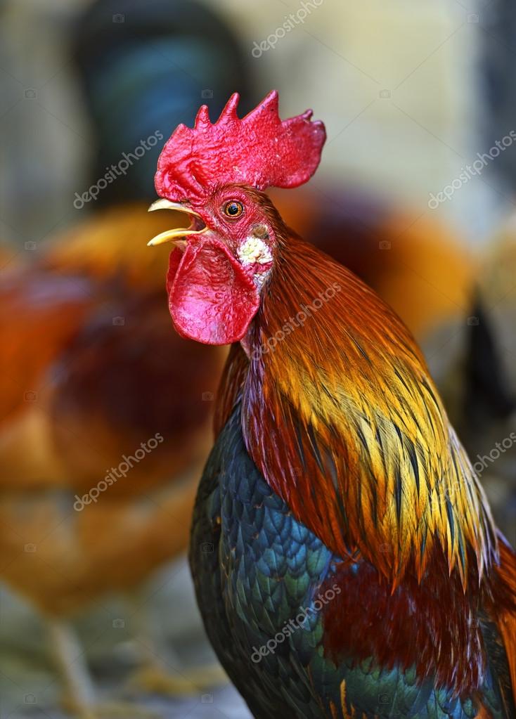 Rooster Stock Photo by ©kyslynskyy 48430291