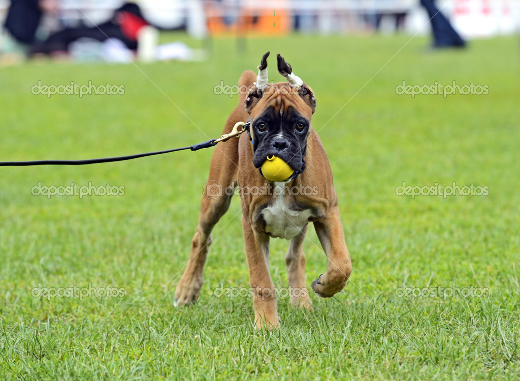 German boxer Stock Photo by ©kyslynskyy 49211713