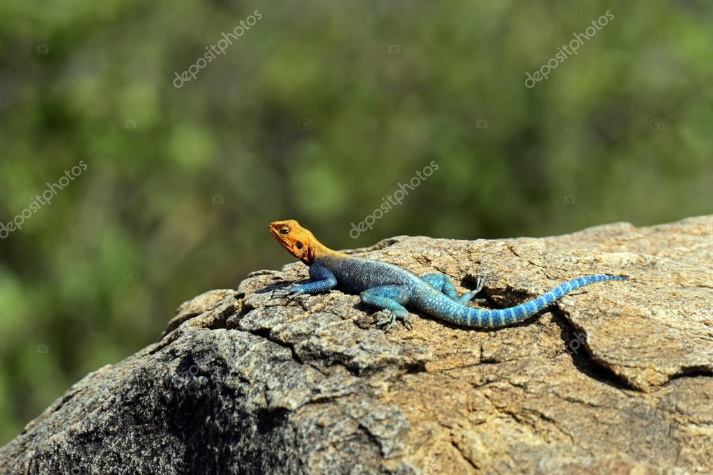Blue Rainbow Lizard