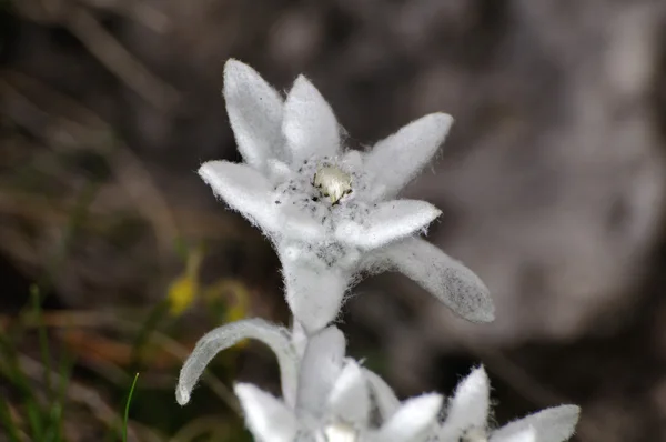 Edelweiss great view Stock Photo by ©thomaseder 7253744