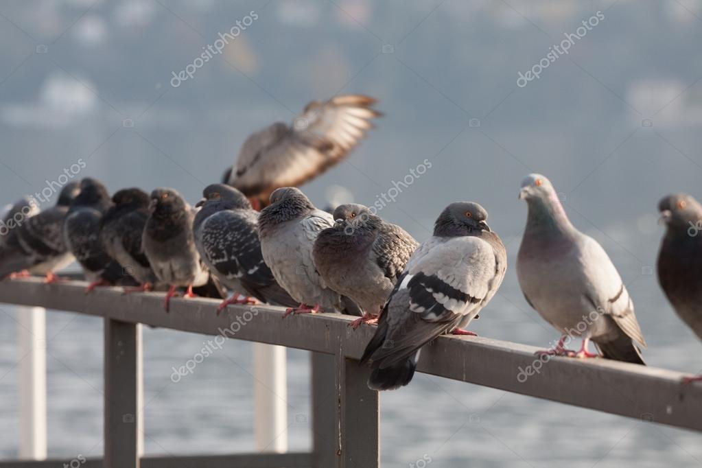 Pigeons — Stock Photo © zocchi2 #36773173