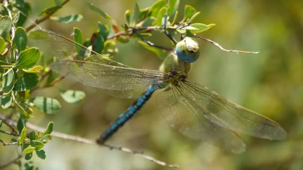 Blue dragonfly Stock Photo by ©JuliaSha 2453134