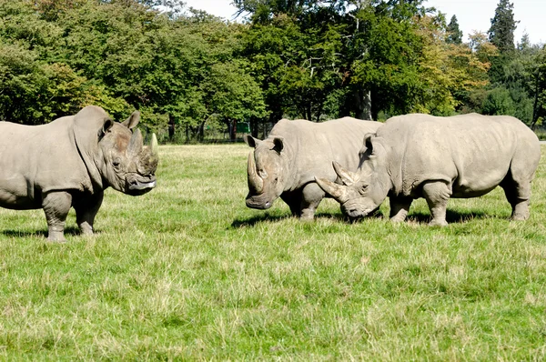 Group of rhinos Stock Photos, Royalty Free Group of rhinos Images ...