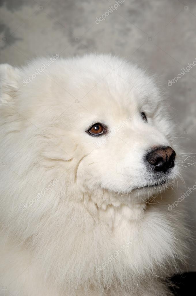 Face of sad samoyed dog — Stock Photo © c-foto #38251627