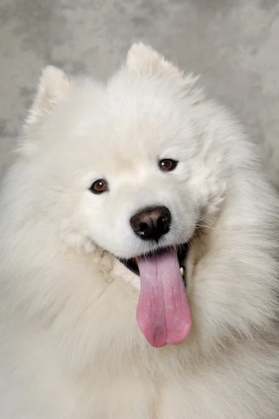 Face of samoyed dog Stock Photo by ©c-foto 43666891