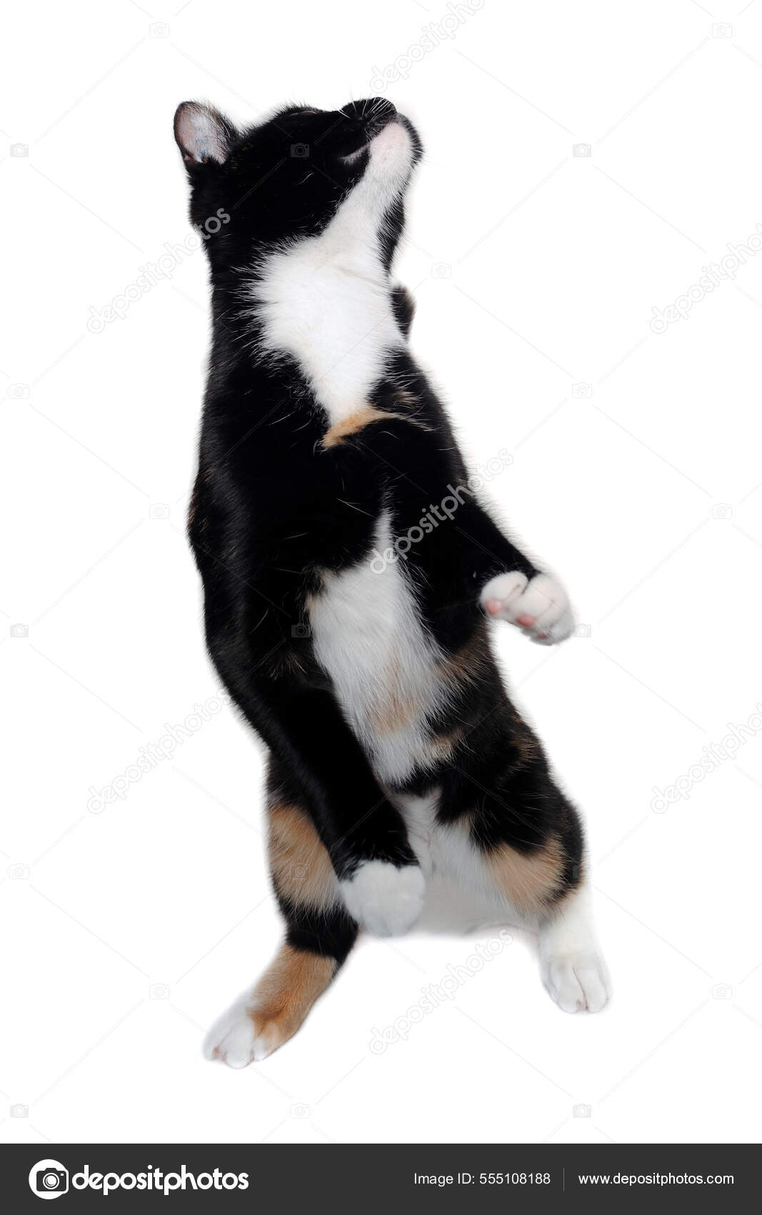 Happy Cat Playing Isolated Clean White Background — Stock Photo © c ...