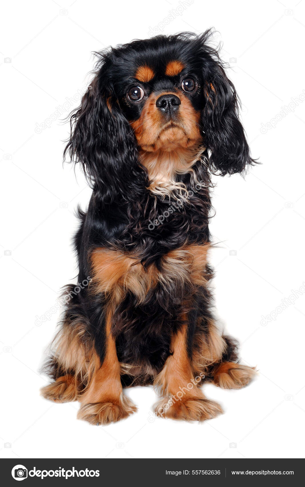 Sad Cavalier King Charles Spaniel Dog Isolatet White Background Stock ...